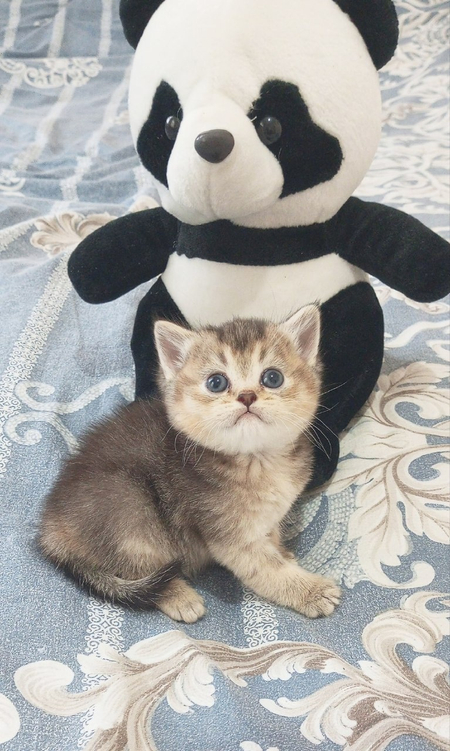 Золотые британские котята