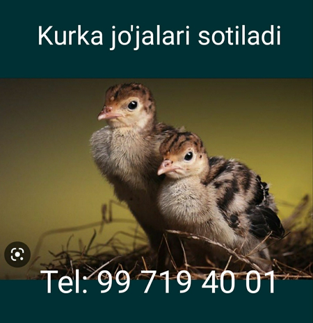 Kurka jo'jalari sotiladi
