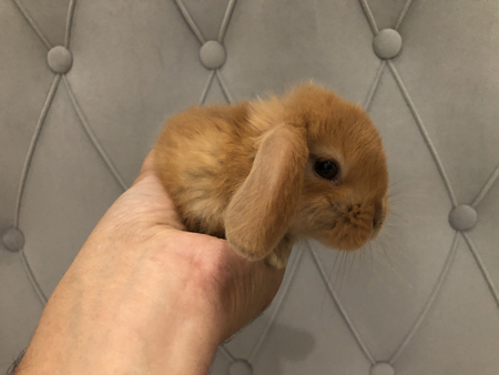 Продам очаровательных крольчат