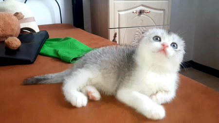 Котёнок  скоттиш фолд мальчик