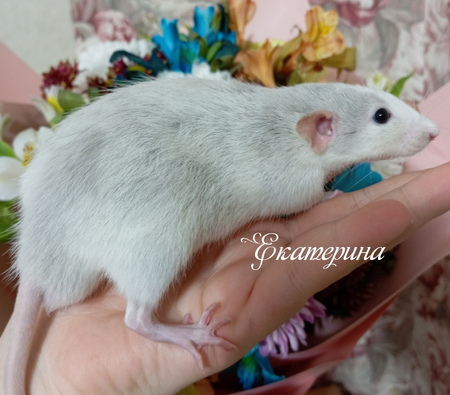 Крысы хаски ручные