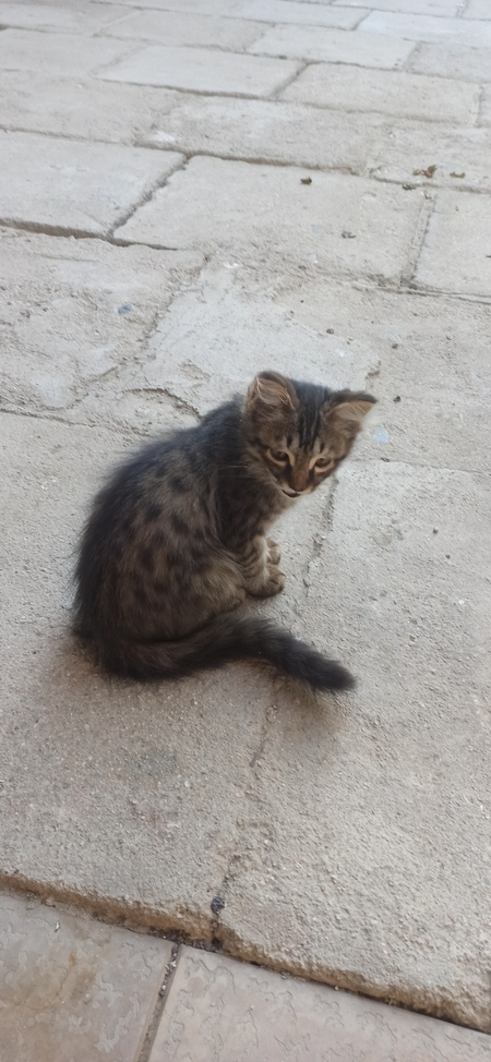 Пристраивается замечательный ДОМАШНИЙ КОТИК !!!