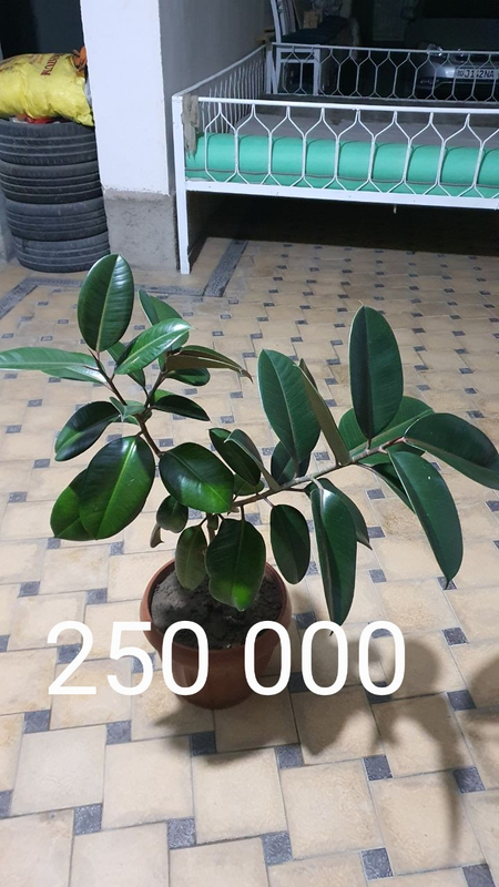 Fikus, qora shahzoda arzon narxlarda