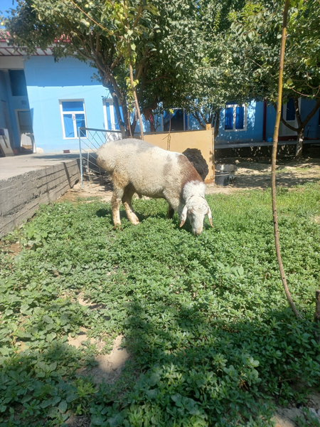 Quchqor sotiladi