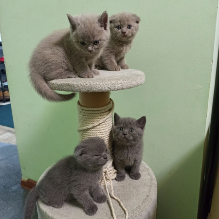 Скотиш фолд и стайт