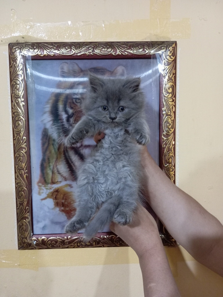 Mushuklar sotiladi qoni toza