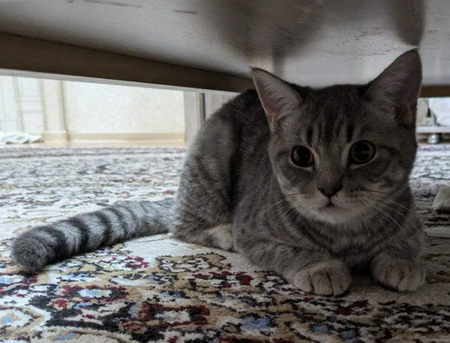 Скоттиш страйт кот