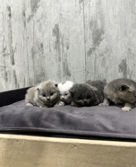 Вязка Скотиш Страйт