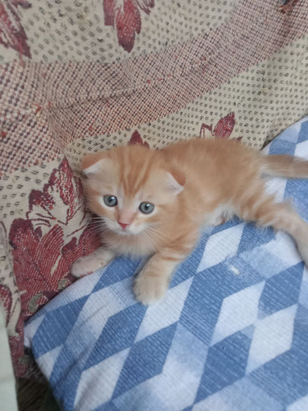 Продам котят Шотландской Вислоухой