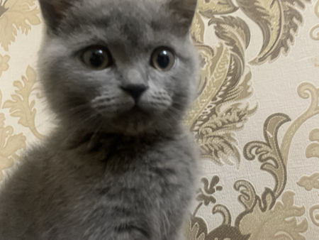 котик швецарскийй