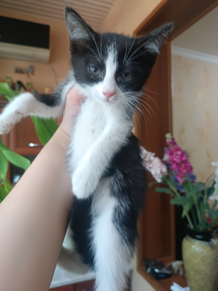 Котёнок в ответственные руки !