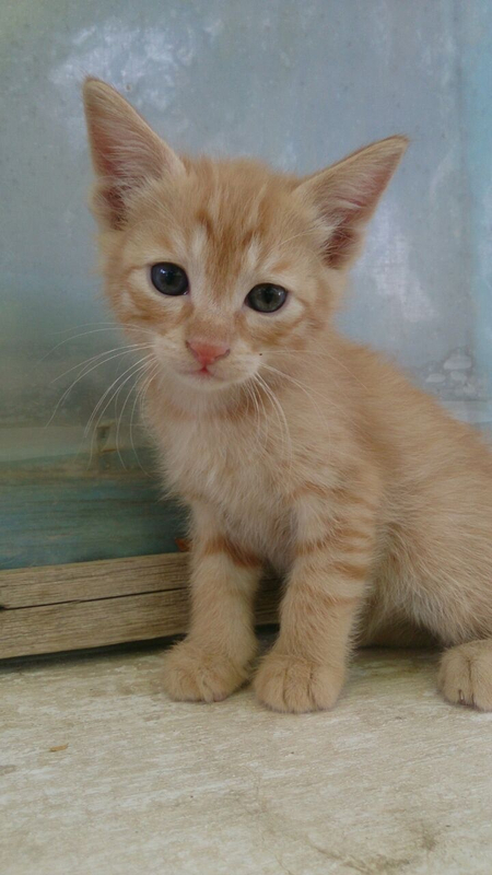 Котята (mushukchalar)