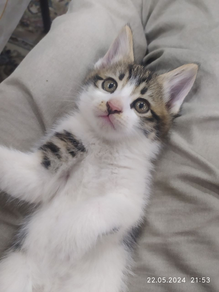 Котята (Мушукчалар)