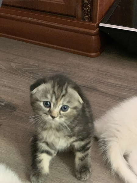 Скоттиш фолд и страйт