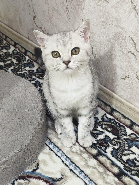 Skotish strayt mushukchala sotuda  3 aylik