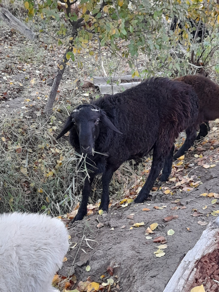 Quchqor barrala sotiladi
