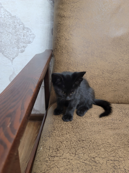 Котенок 2месячный. Отдам в хорошие руки,живет с мамой.
