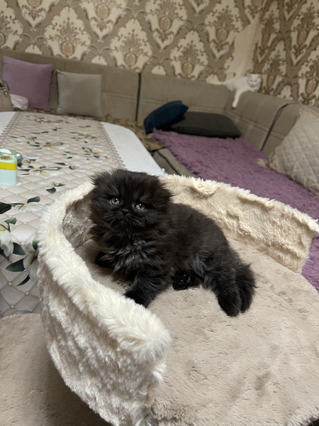 Готова к продажи девочка Скотиш-фолд