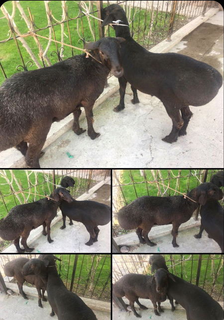 Marosimlar uchun tirik qo’ylar yetkazib berish xizmati. Qassob xizmati