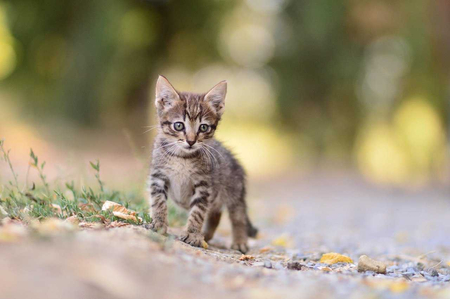 Очаровательные котята от домашней кошечки