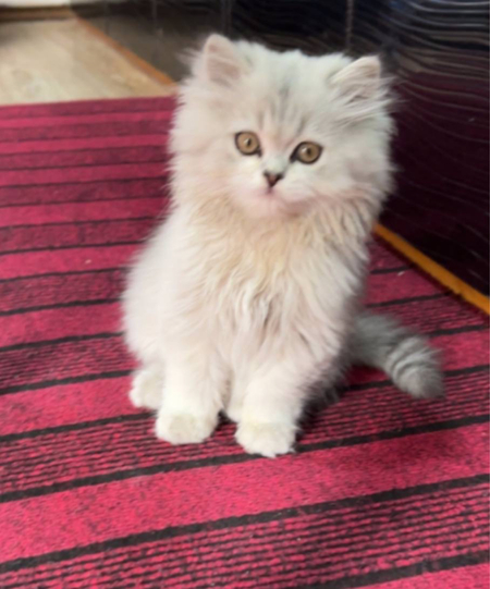 Mushuk shinshila heyland
