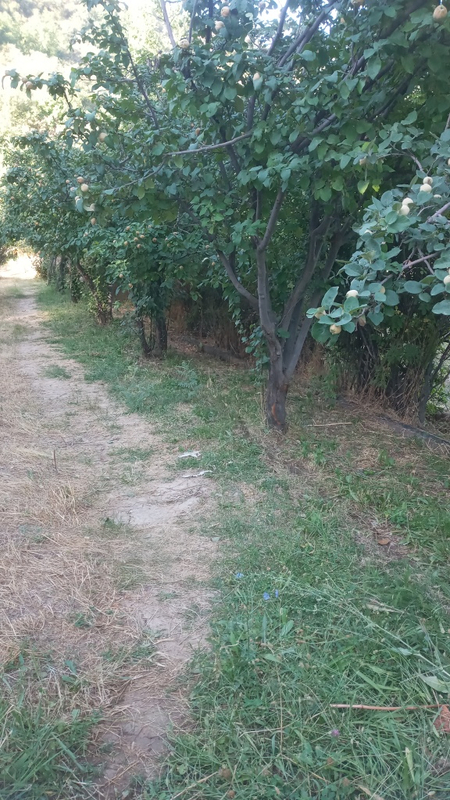 Продою дом и участок