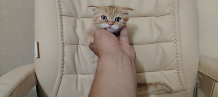 Шотландский вислоухий, мальчик котёнок котята  скоттиш фолд.