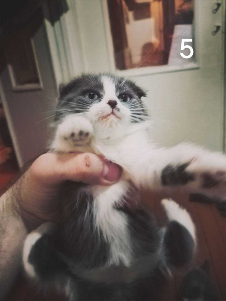 Продаются 7 котят