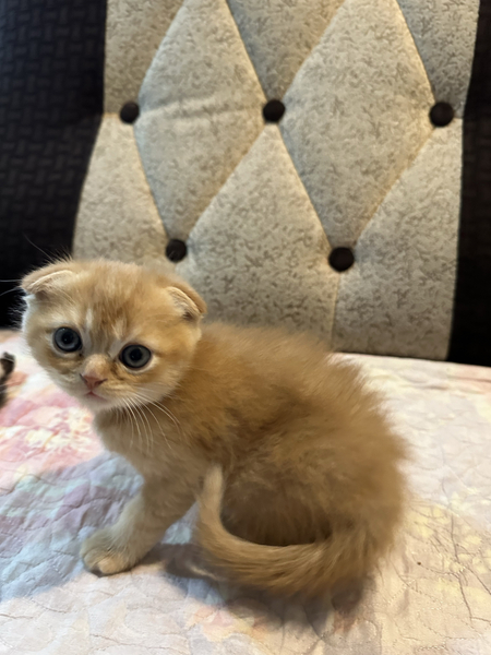 Шотланский веслоухий котенок