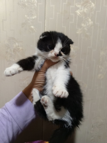 Koshka mushik pishak