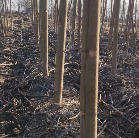 Pavloniya FTE nihollari, Paulownia фте павлония  koʻchatlari кўчати