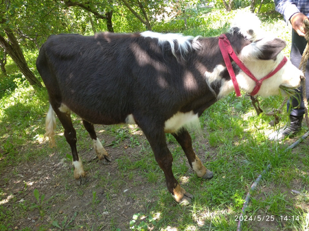 Buqa sotiladi _7mln