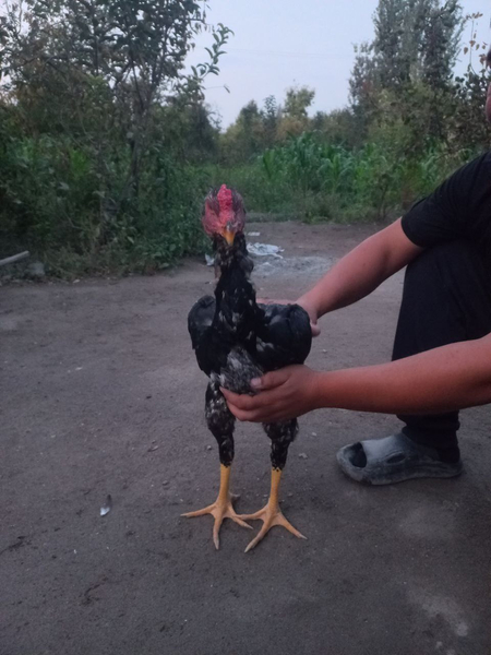 Хороз сотилади май жожаси