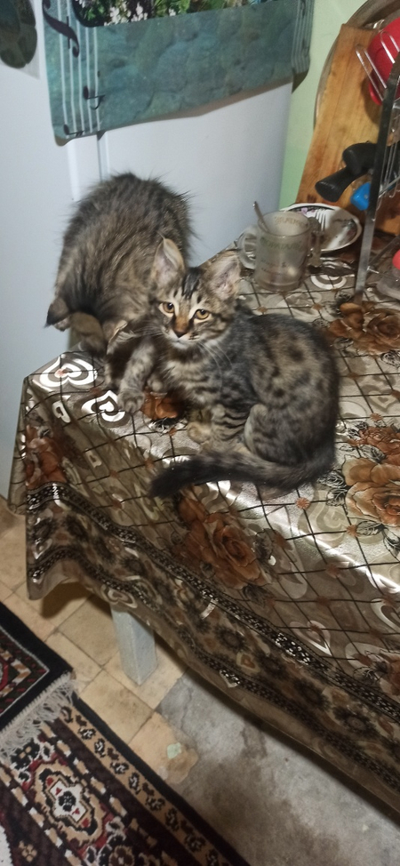 Пристраивается замечательный ДОМАШНИЙ КОТИК !!!