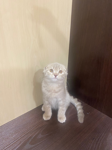 Продаю лилового вислоухого котика
