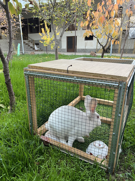 Қуён сотилади срочна. Продаётся заяц