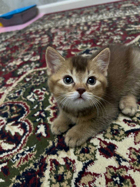 Шотландские котята Скоттиш Фолд серебристая шиншилла