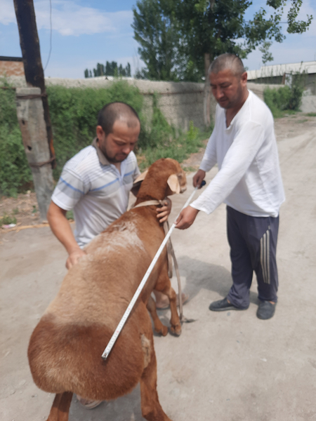 Едилбай зотли кочкор