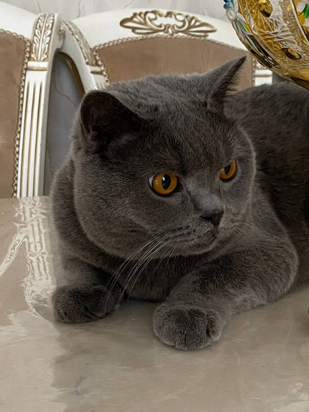 Бретанец, отдаём бесплатно, хорошим рукам