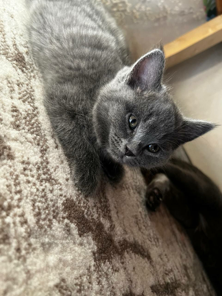 Продаеся котенок(кошка), 2 месяца, британской породы