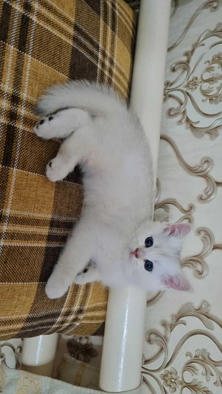 Скотиш фолд шотланские