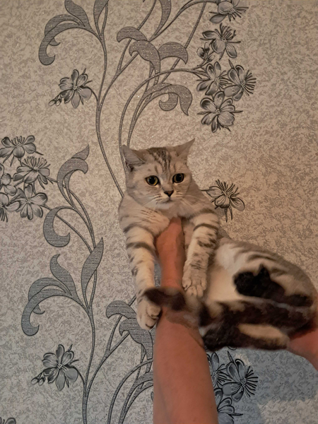 Продам скоттиш страйт серебристая табби.