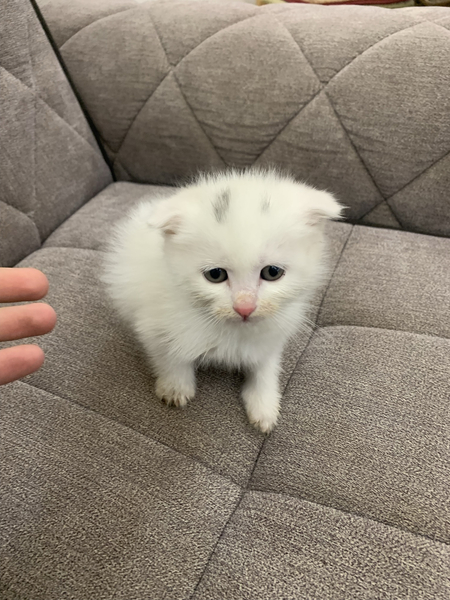 Чистокровные скоттиш фолд