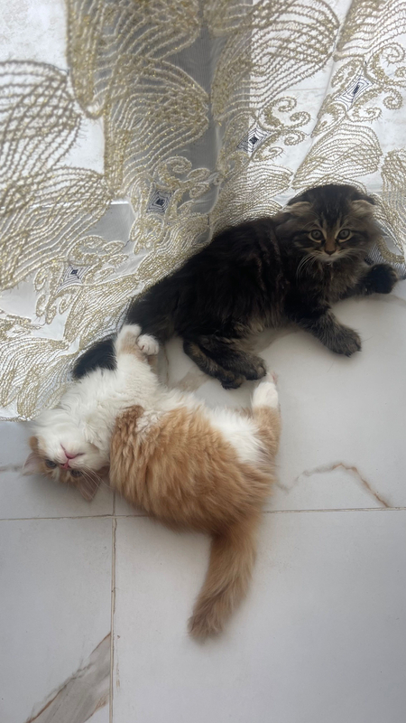 Вислоухие котята
