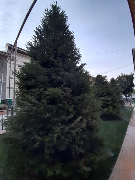 Тянь-шаньская Ель