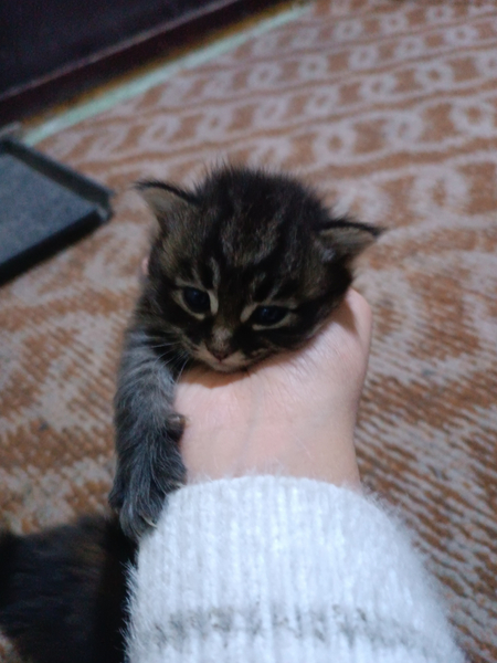 Котенок 1 месячный / mushuk 1 oylik