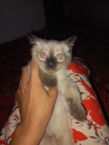 Сиямский котёнок девочка