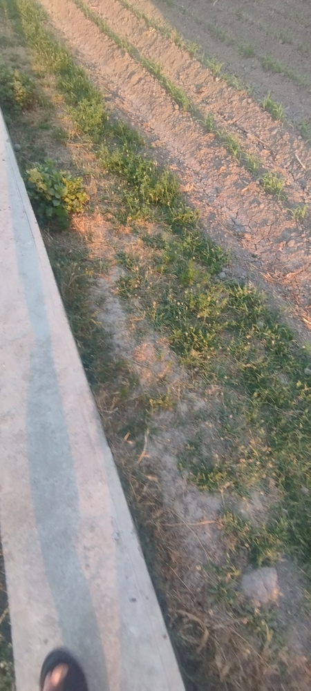 Uchastka sotiladi Tosh VIL