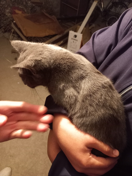British shorthair mushugi  qizbola mushug
