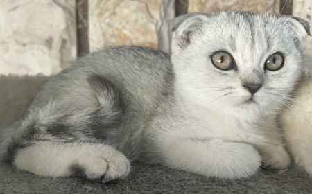 Продаются котята скотиш фолд и страйт